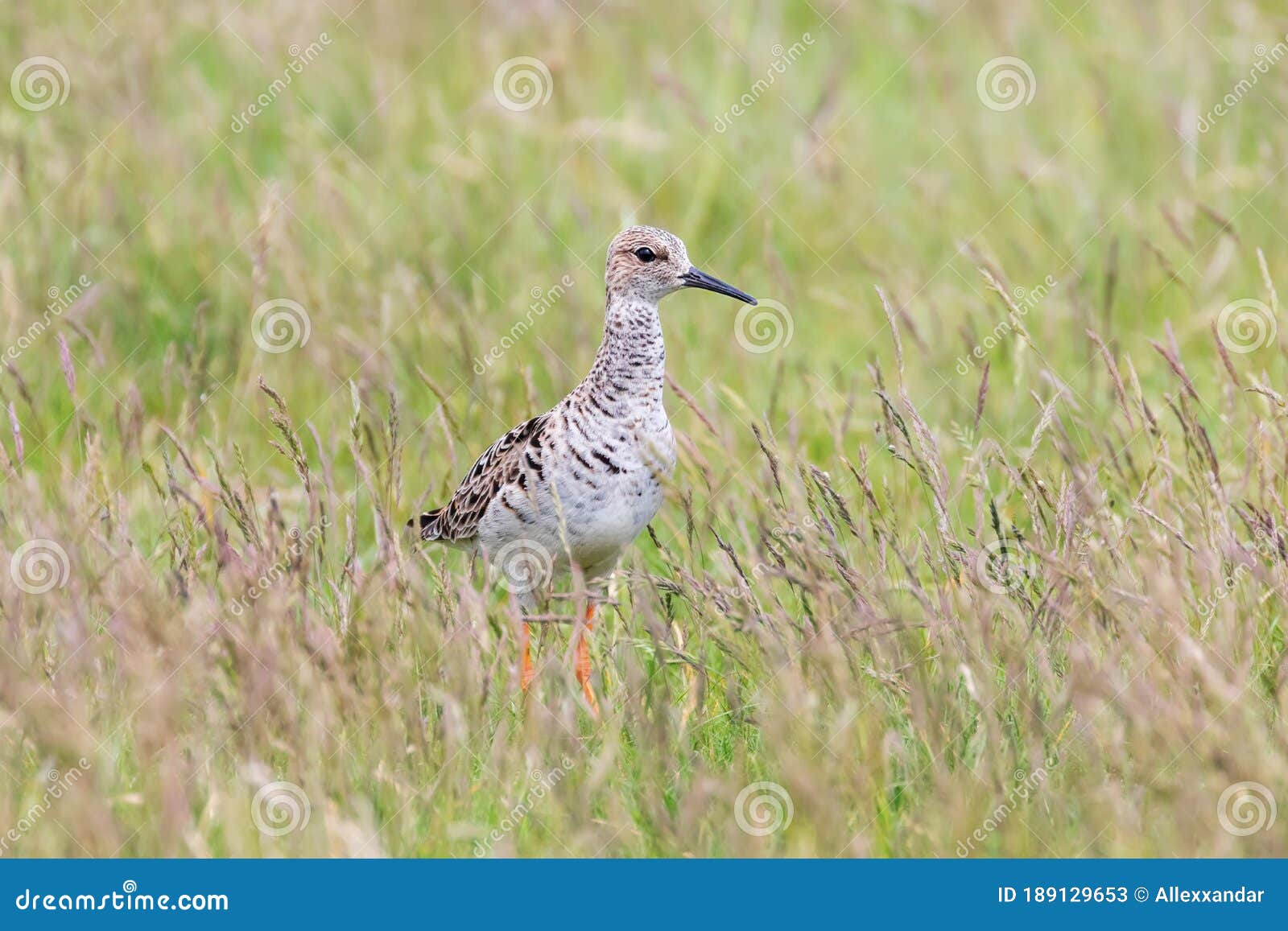 Ruff Bird on Grassland Philomachus Pugnax Ruff Wader Bird Stock Image ...