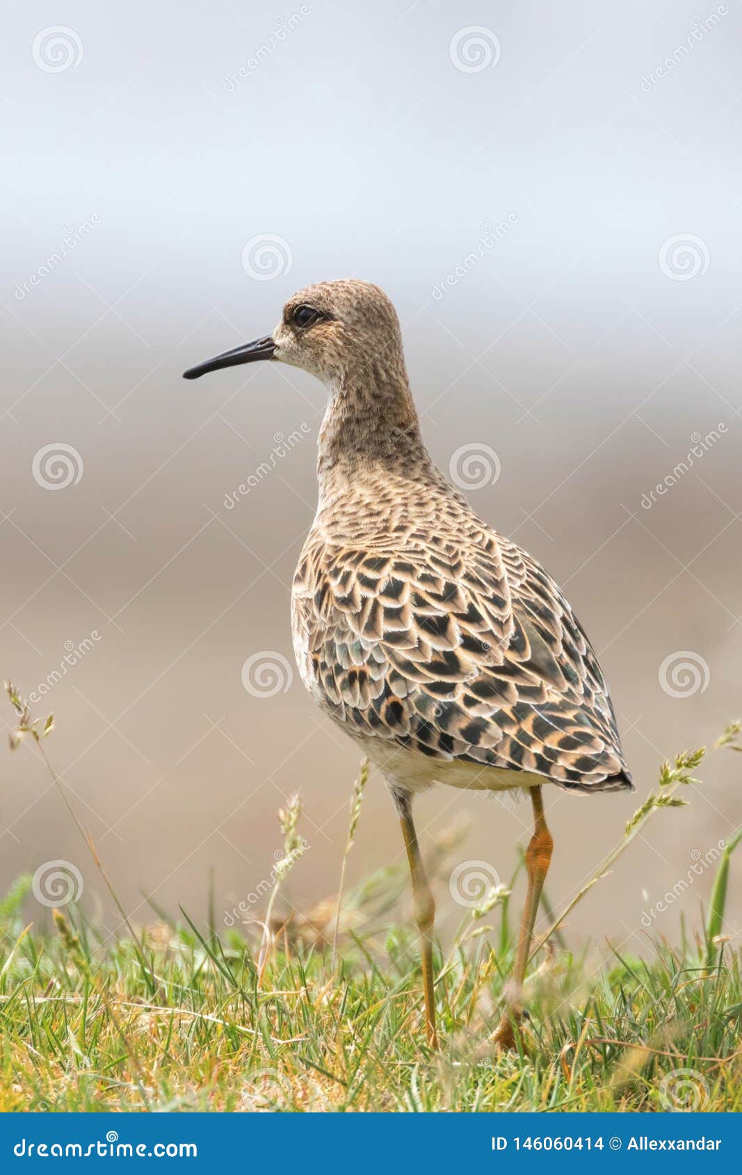Ruff Bird Philomachus Pugnax Ruff Wader Bird Stock Photo - Image of ...