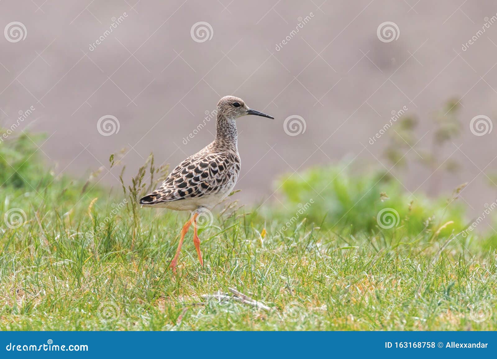 Ruff Bird Philomachus Pugnax Ruff Wader Bird Stock Photo - Image of ...