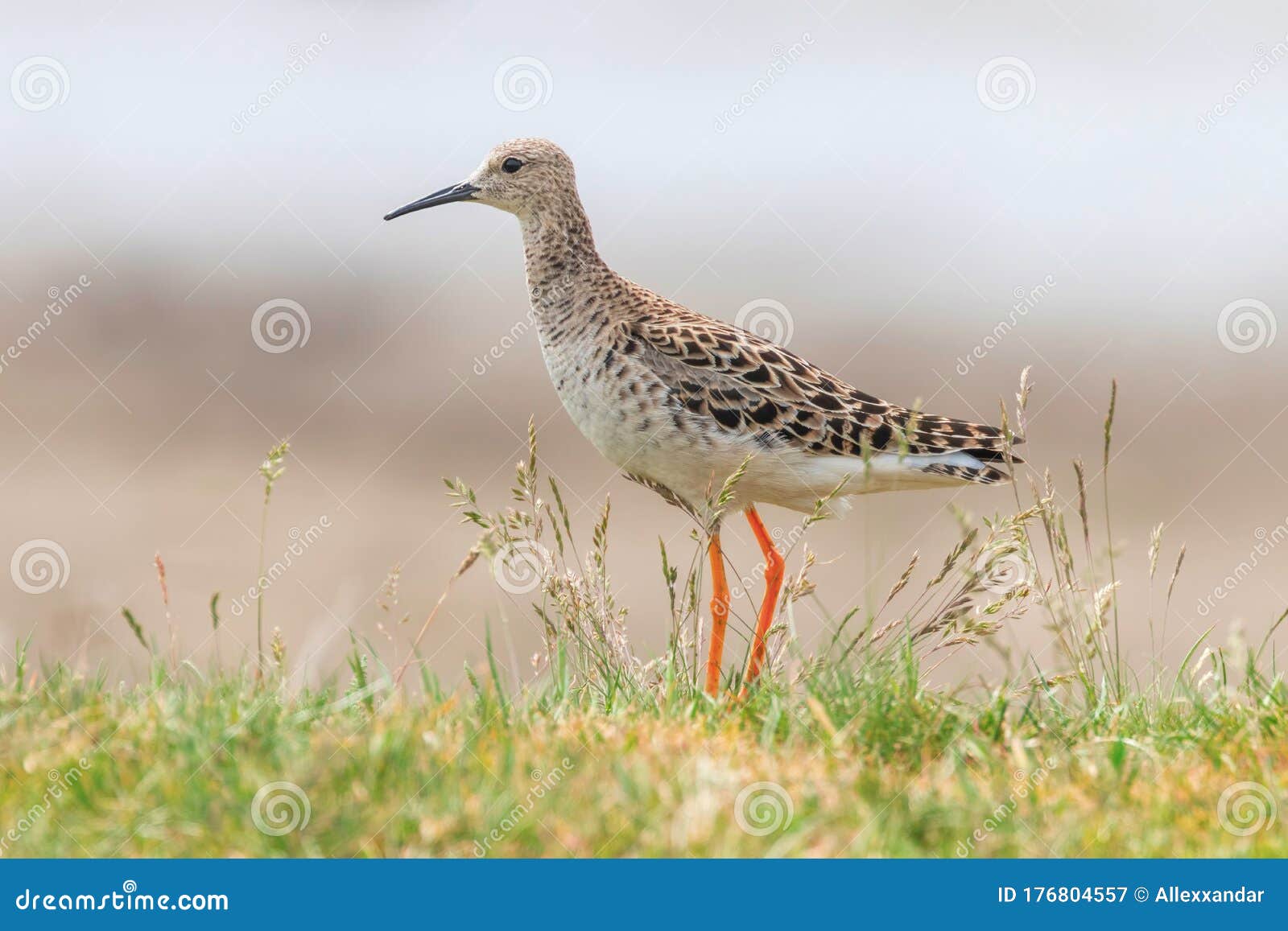 Ruff Bird Philomachus Pugnax Ruff Wader Bird Stock Image - Image of ...