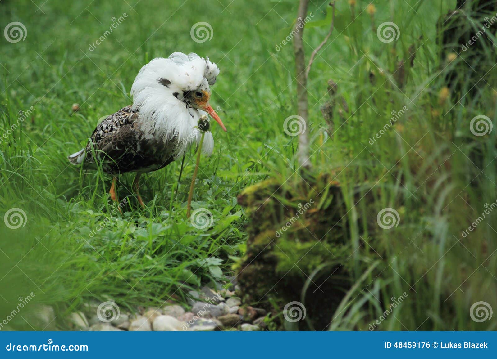 Ruff in breeding plumage stock photo. Image of animal - 48459176