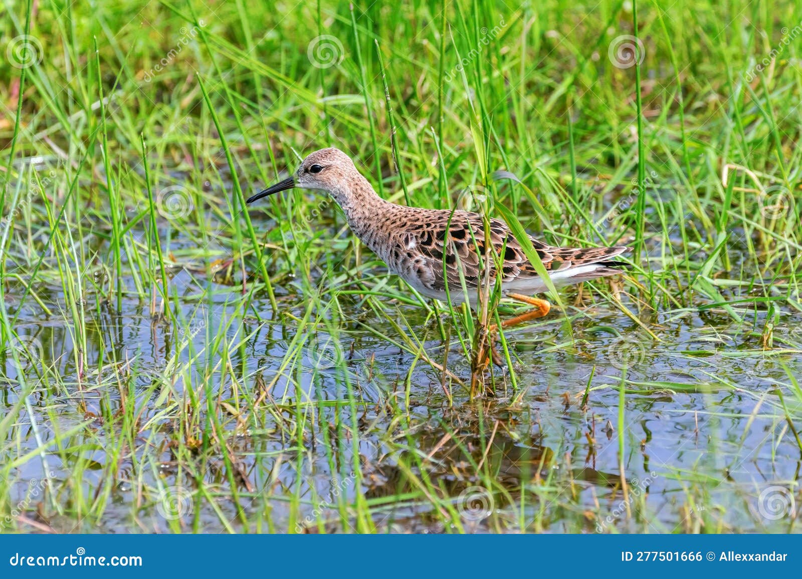 Ruff Concealed in Tall Marsh Grass Stock Photo - Image of nature ...