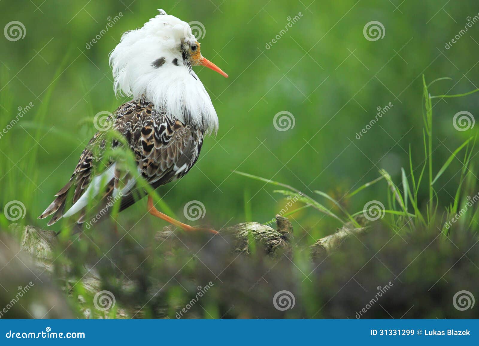 Ruff stock image. Image of female, ruff, grass, strolling - 31331299