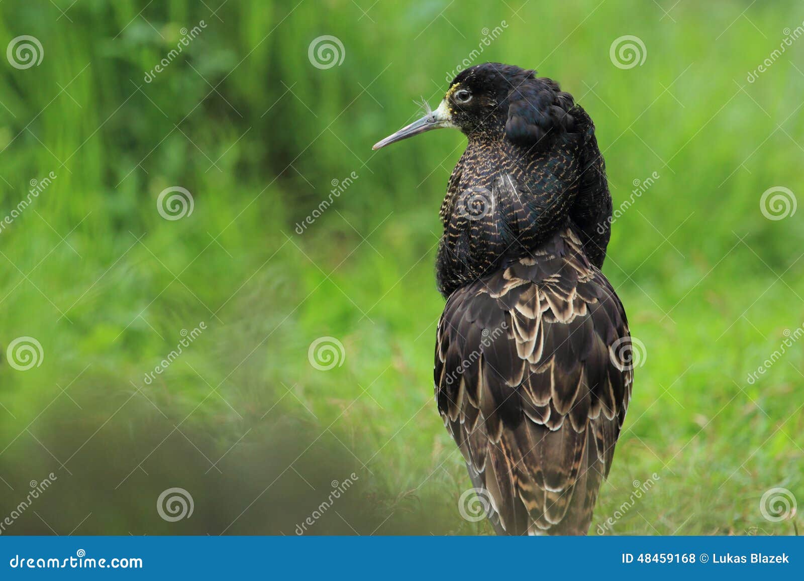Ruff stock photo. Image of bird, pugnax, female, strolling - 48459168