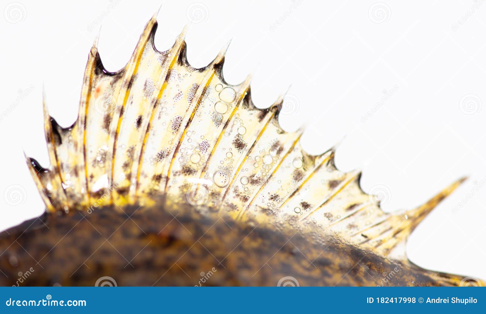 Ruff Fish Fin Isolated on a White Background Stock Photo - Image of ...