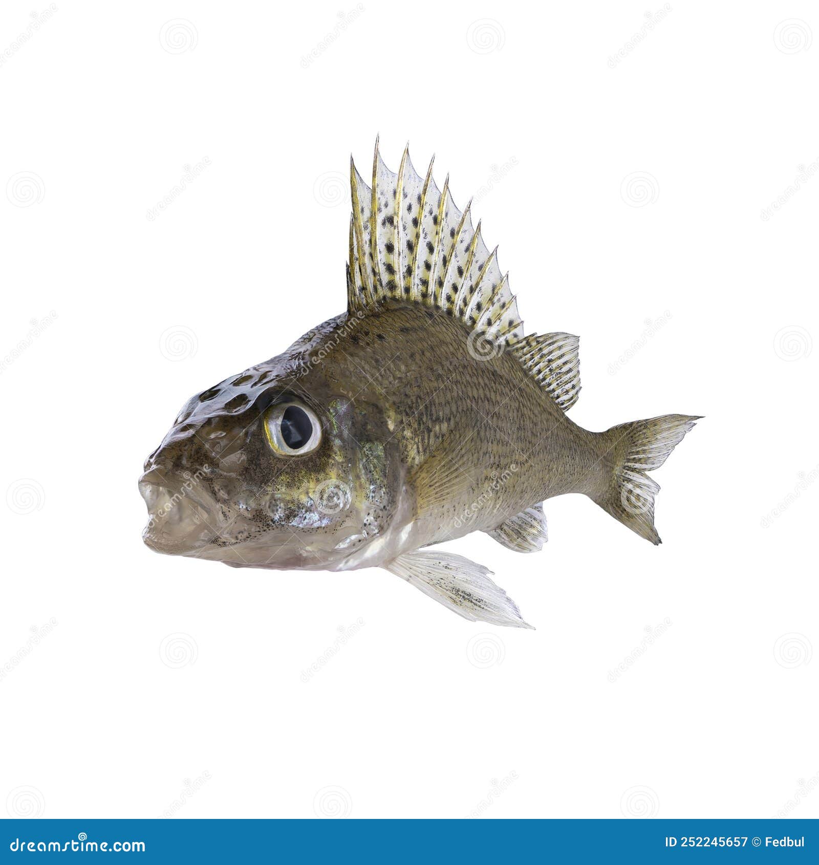 Eurasian Ruffe, Gymnocephalus Cernua, Ruffe Or Pope, Small Freshwater ...