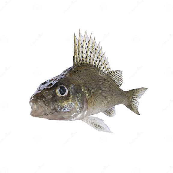 Ruff Fish. Fresh Alive Eurasian Ruffe Isolated on White Stock Image ...