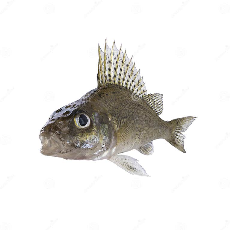 Ruff Fish. Fresh Alive Eurasian Ruffe Isolated on White Stock Image ...