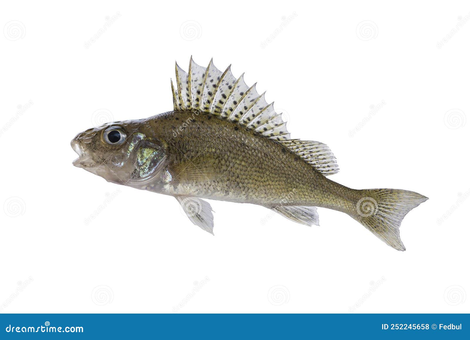 Eurasian Ruffe, Gymnocephalus Cernua, Ruffe Or Pope, Small Freshwater ...