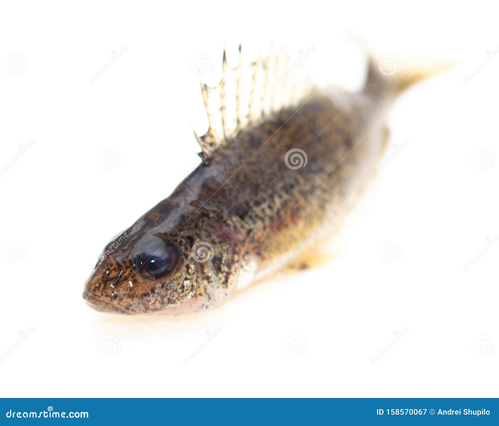 Ruff Fish Isolated on a White Background Stock Image - Image of fresh ...