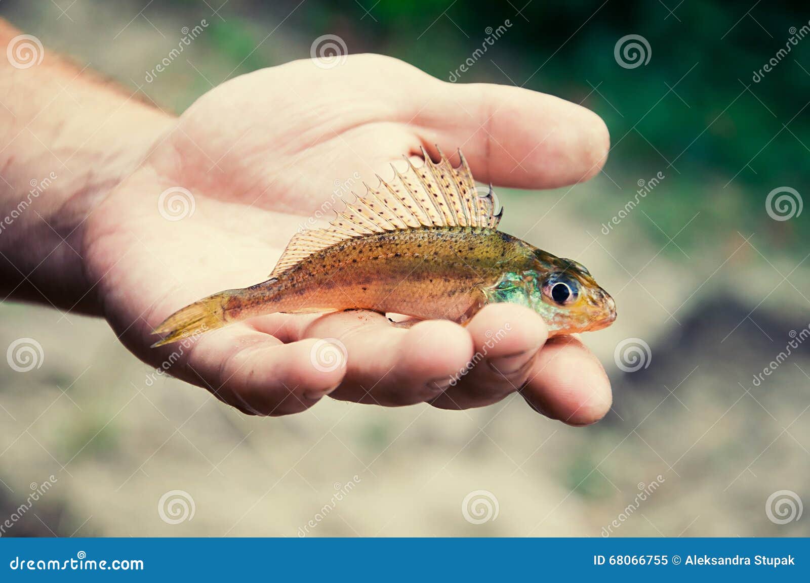 Ruff fish lies on the palm stock image. Image of aquaculture - 68066755