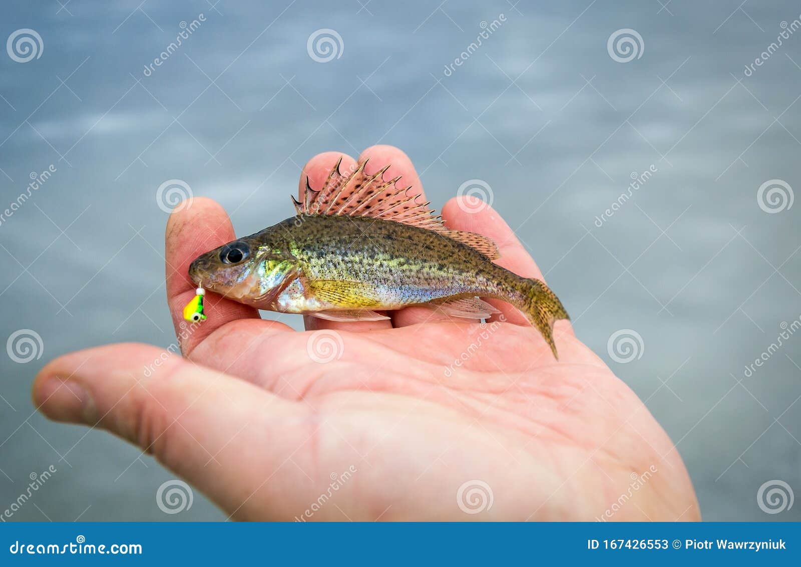 Ruff fish trophy stock image. Image of mormyshka, trophy - 167426553