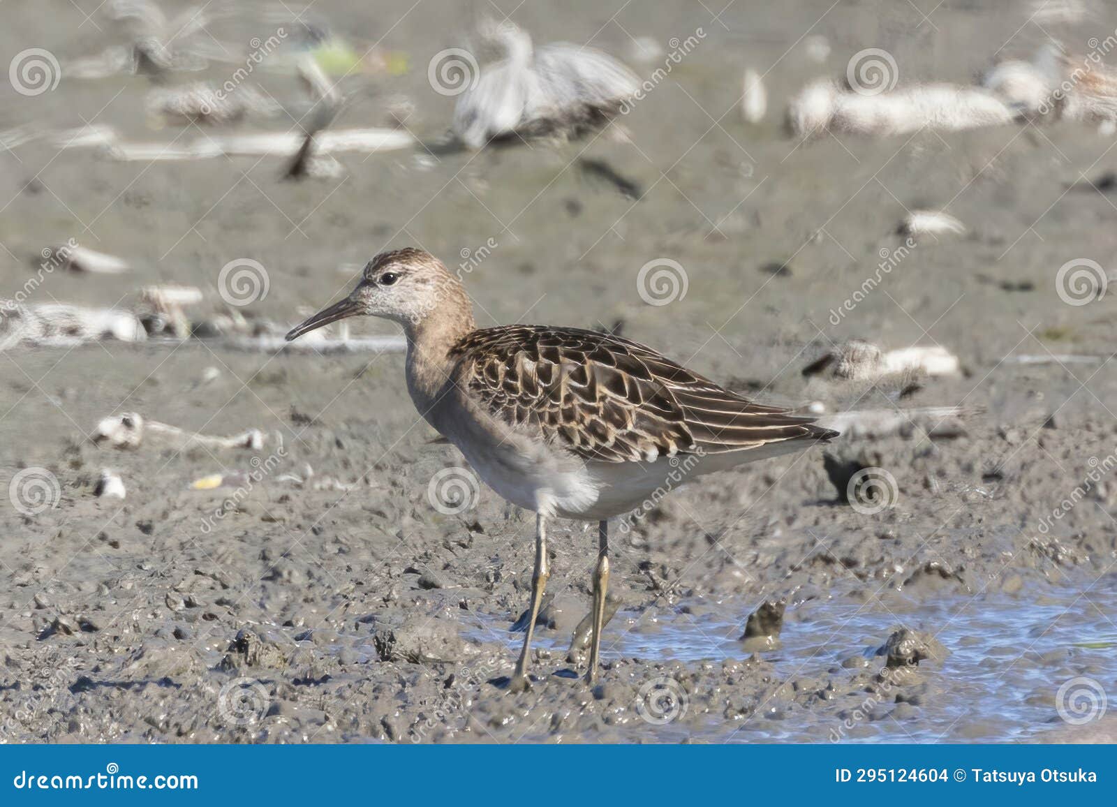 Ruff in Mud Lotus Root Field Stock Photo - Image of sandpiper, wildlife ...