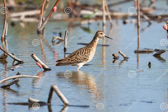Ruff in Mud Lotus Root Field Stock Photo - Image of bird, nature: 338256808