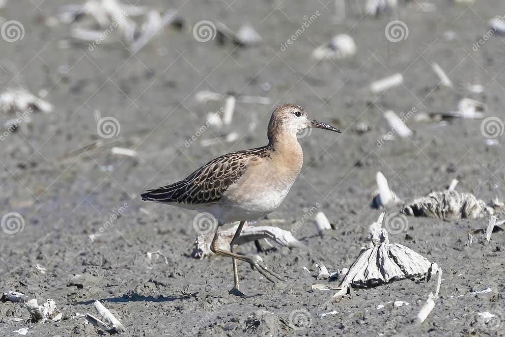 Ruff in Mud Lotus Root Field Stock Image - Image of nature, wildlife ...