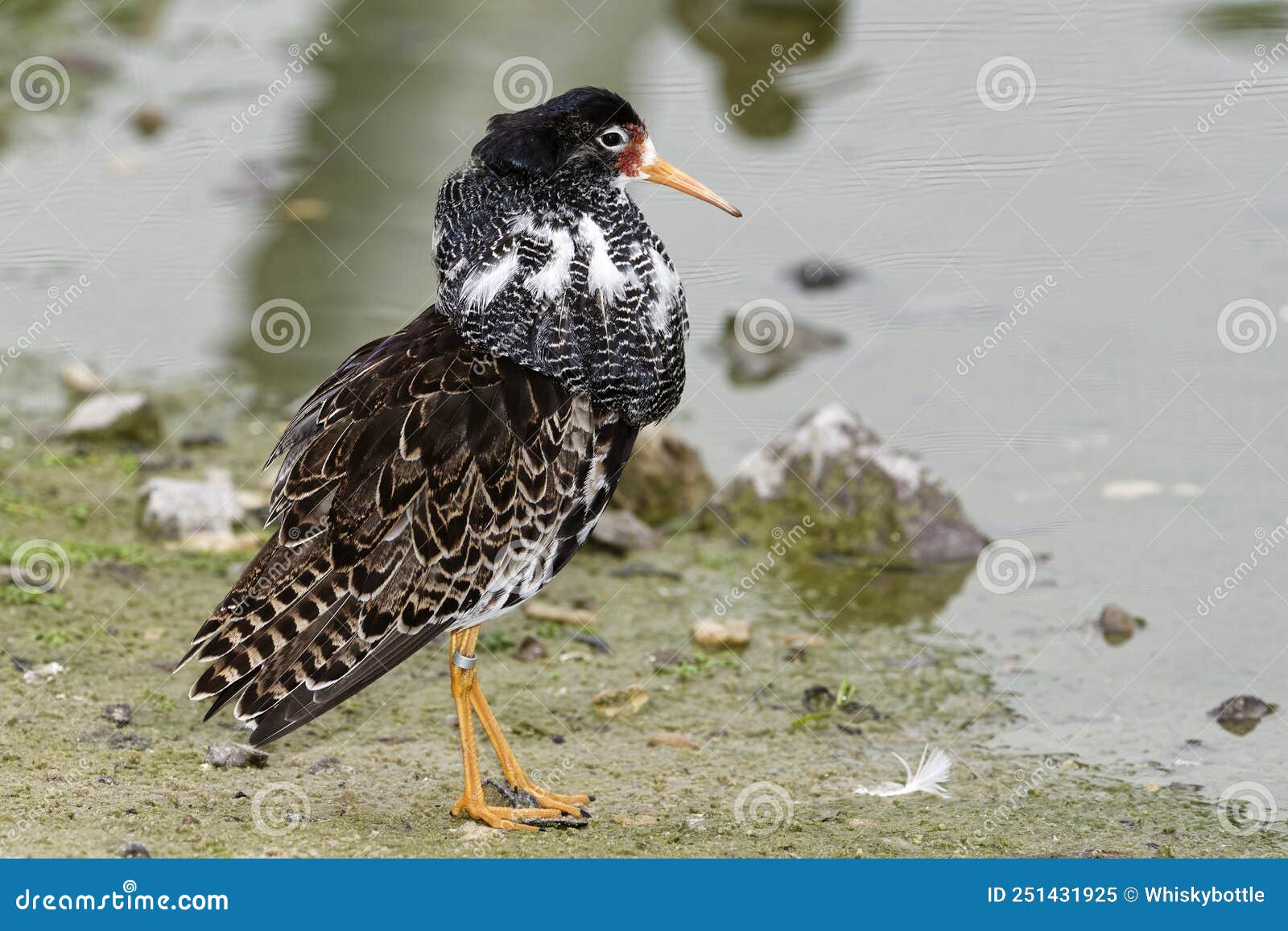 Ruff stock image. Image of waterbird, marsh, bird, wild - 251431925