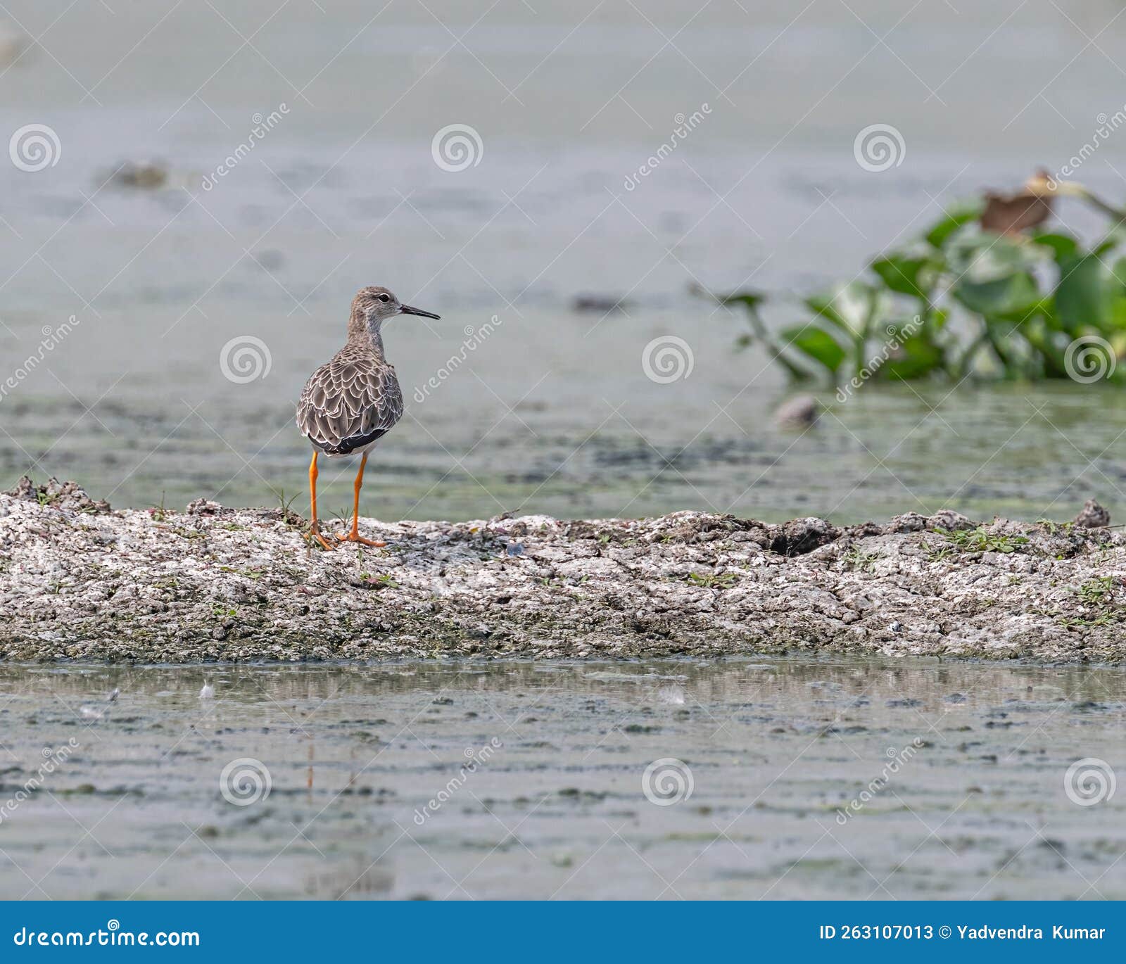 A Ruff strolling stock image. Image of coast, land, wader - 263107013