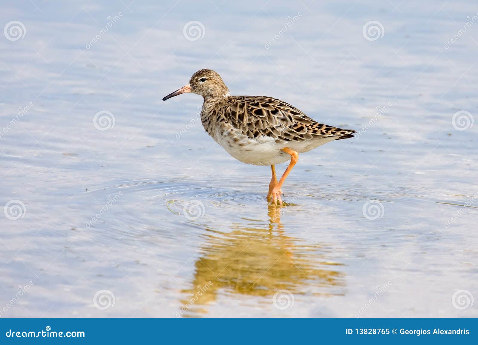 Ruff Wader Bird stock image. Image of nature, wildlife - 13828765