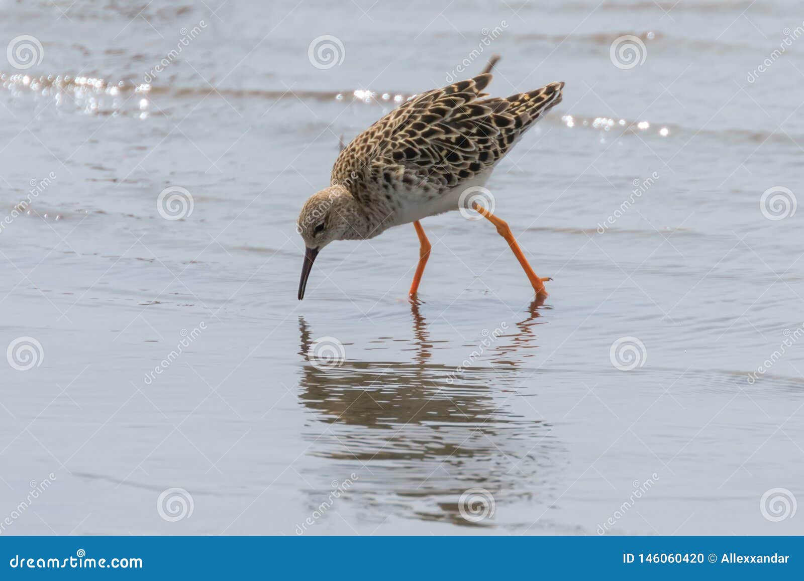Ruff Wader Bird Philomachus Pugnax Ruff in Water Stock Photo - Image of ...