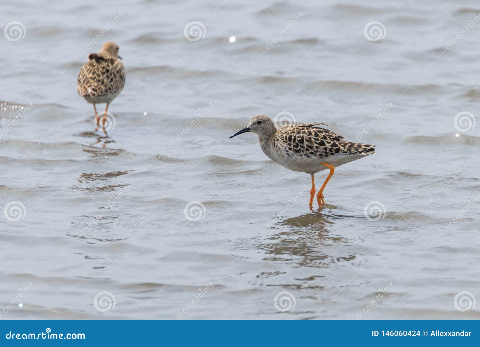 Ruff Wader Bird Philomachus Pugnax Ruff in Water Stock Photo - Image of ...