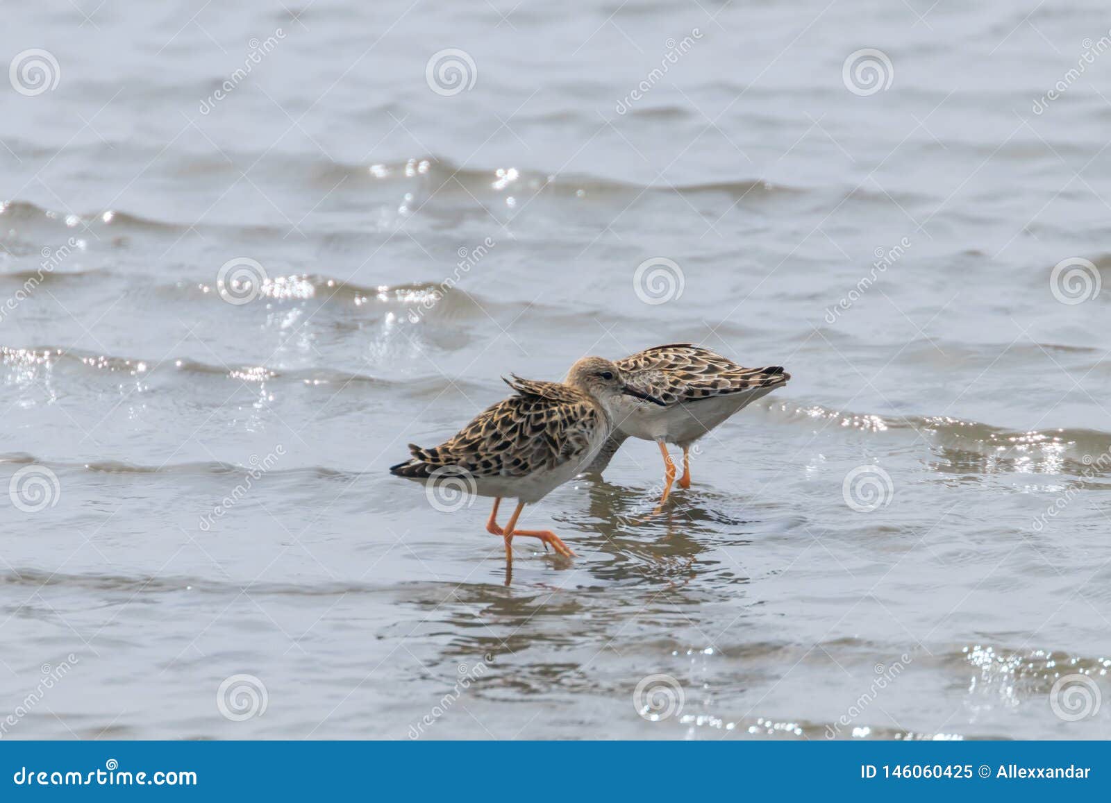 Ruff Wader Bird Philomachus Pugnax Ruff in Water Stock Image - Image of ...