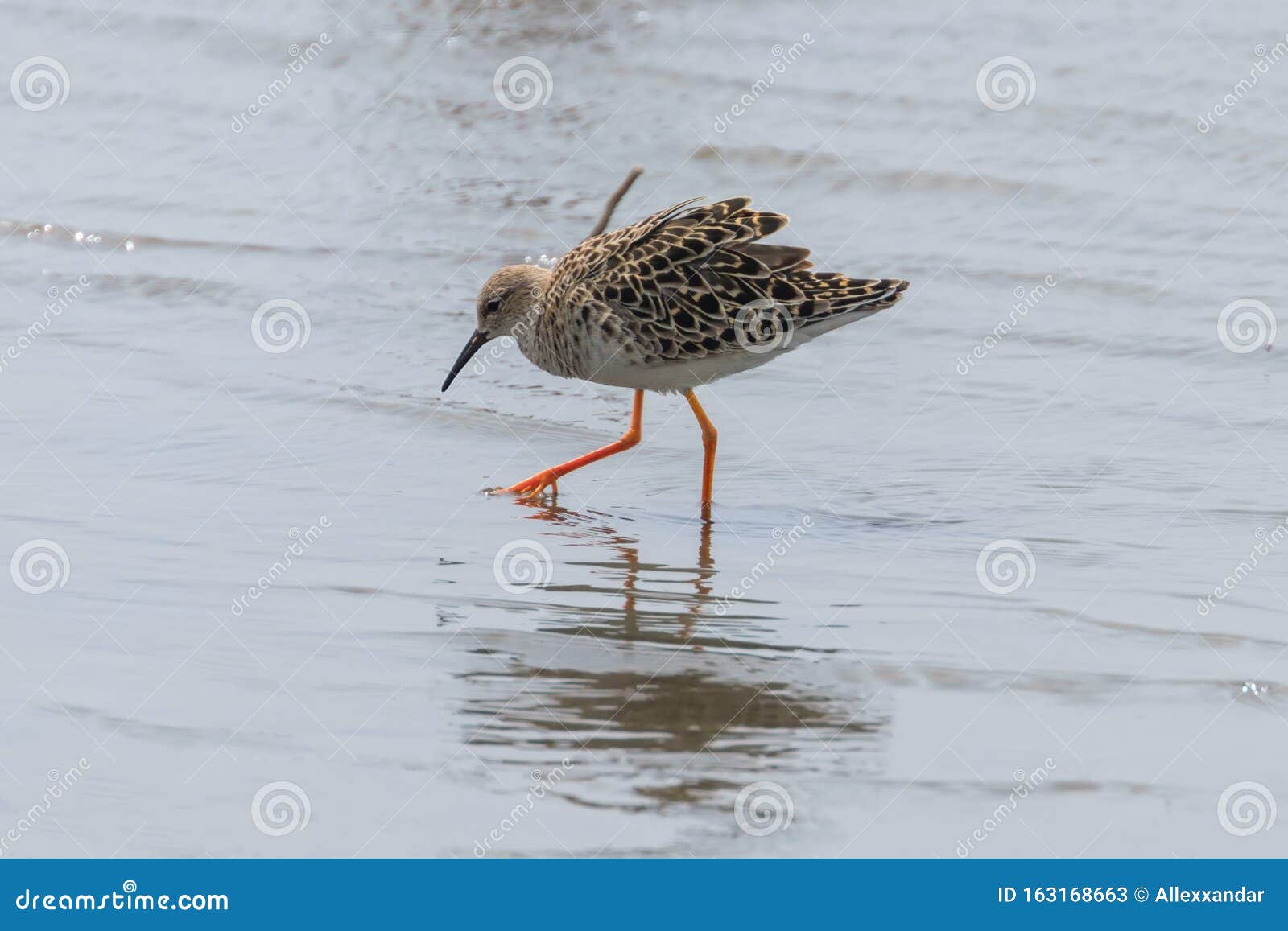 Ruff Wader Bird Philomachus Pugnax Ruff in Water Stock Image - Image of ...