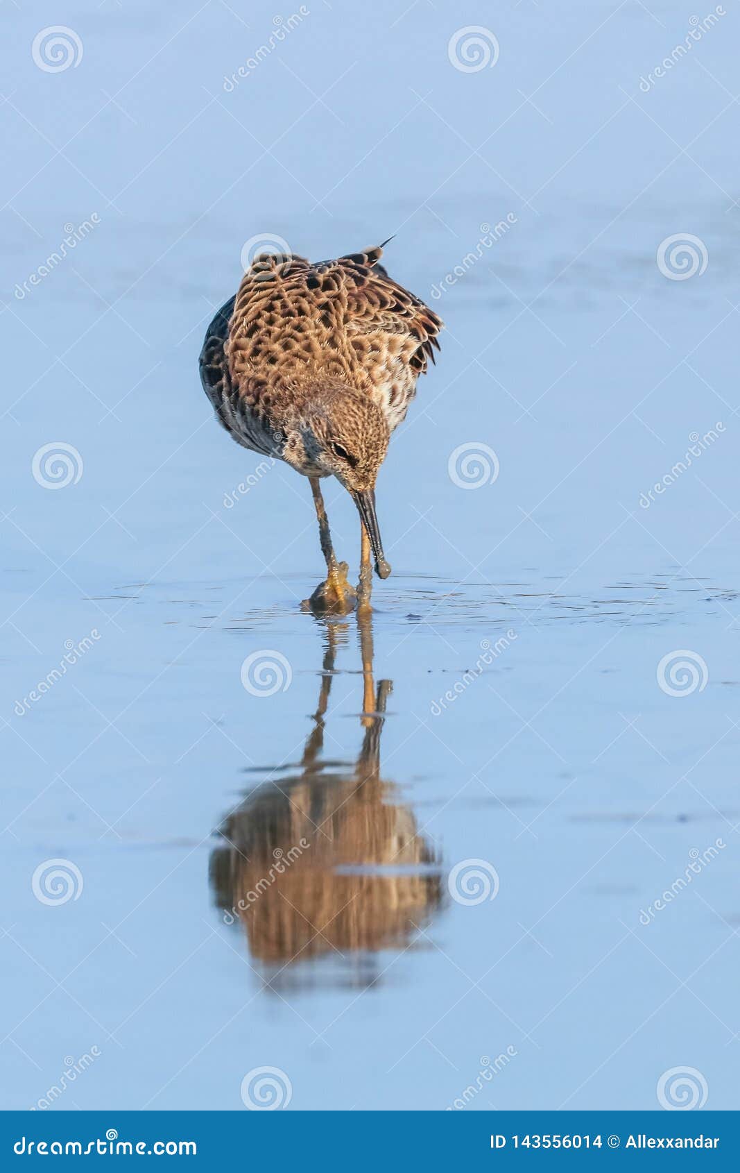 Ruff Water Bird Philomachus Pugnax Ruff in Water Stock Photo - Image of ...