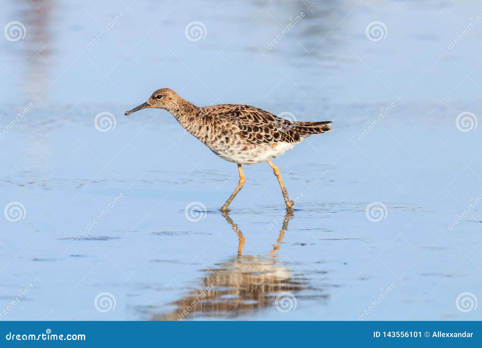 Ruff Water Bird Philomachus Pugnax Ruff in Water Stock Image - Image of ...