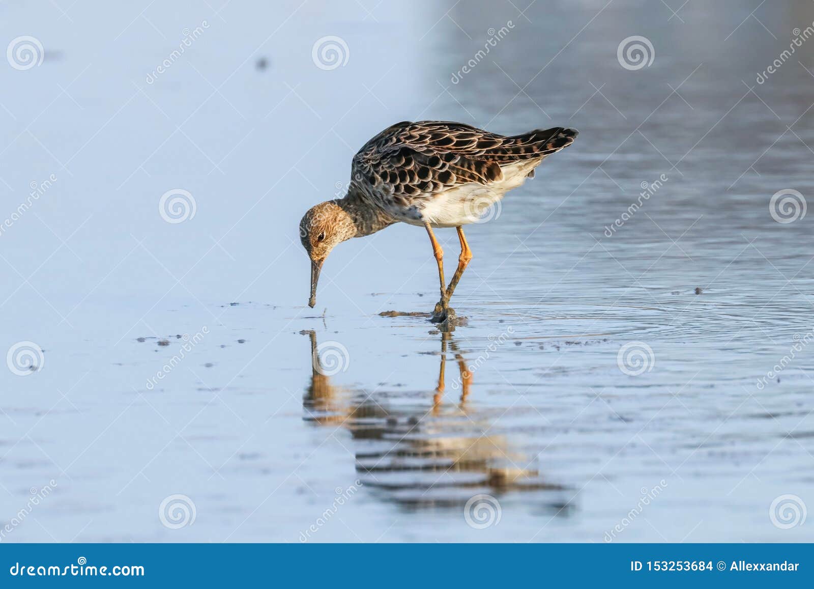 Ruff Water Bird Philomachus Pugnax Ruff in Water Stock Photo - Image of ...