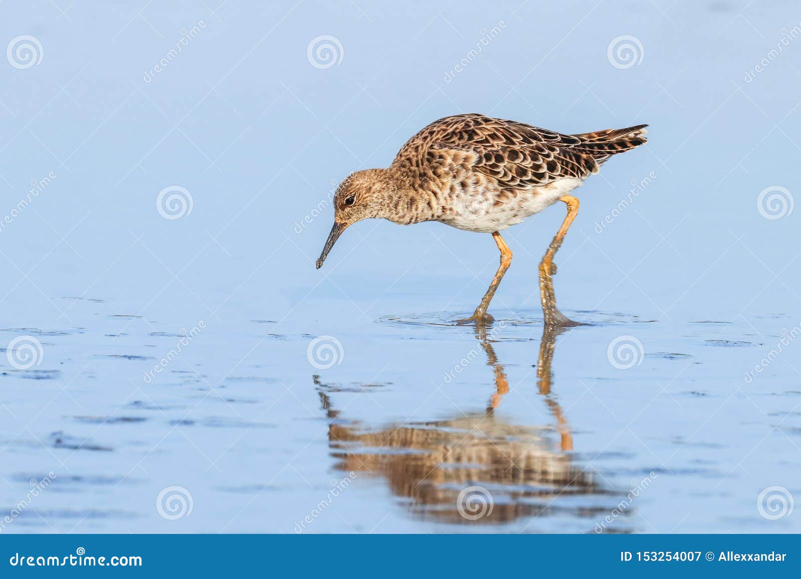 Ruff Water Bird Philomachus Pugnax Ruff in Water Stock Image - Image of ...