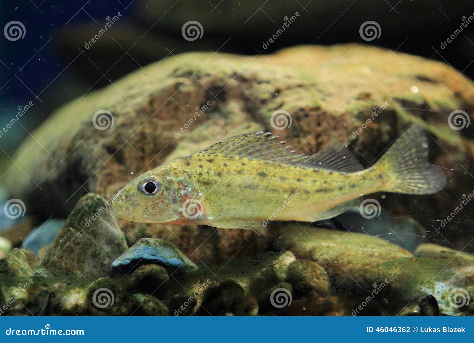 Ruffe stock foto. Image of water, vissen, dier, paus - 46046362