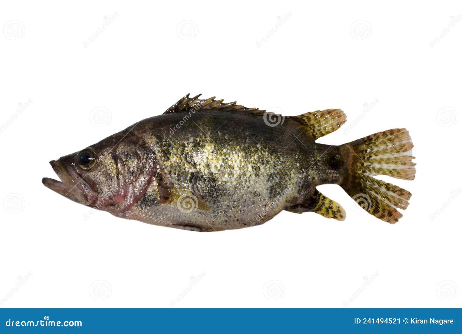 Ruffe Fish stock image. Image of gills, meal, freshwater - 241494521