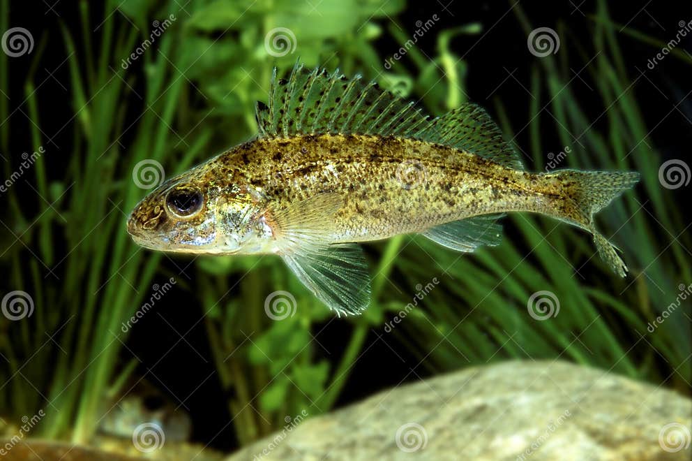Ruffe, Gymnocephalus Cernua Stock Photo - Image of plant, view: 195873128