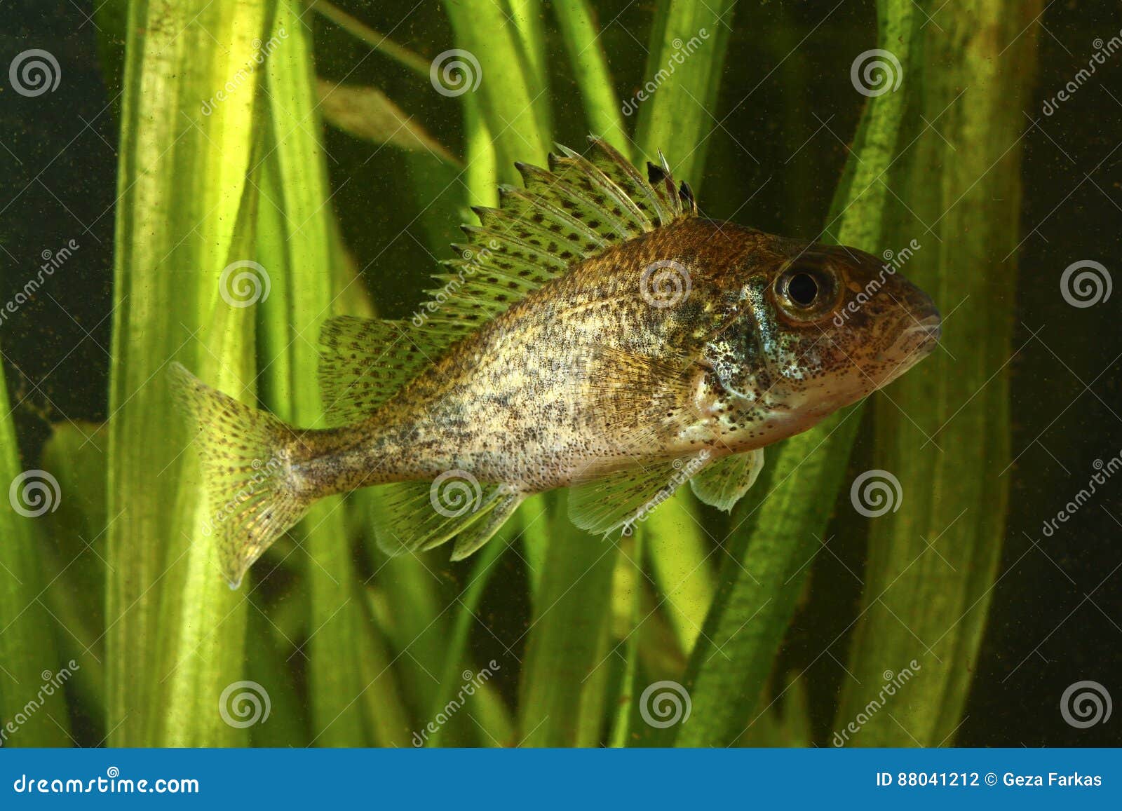 Ruffe, Gymnocephalus Cernuus Fish Stock Photo - Image of wild, species ...
