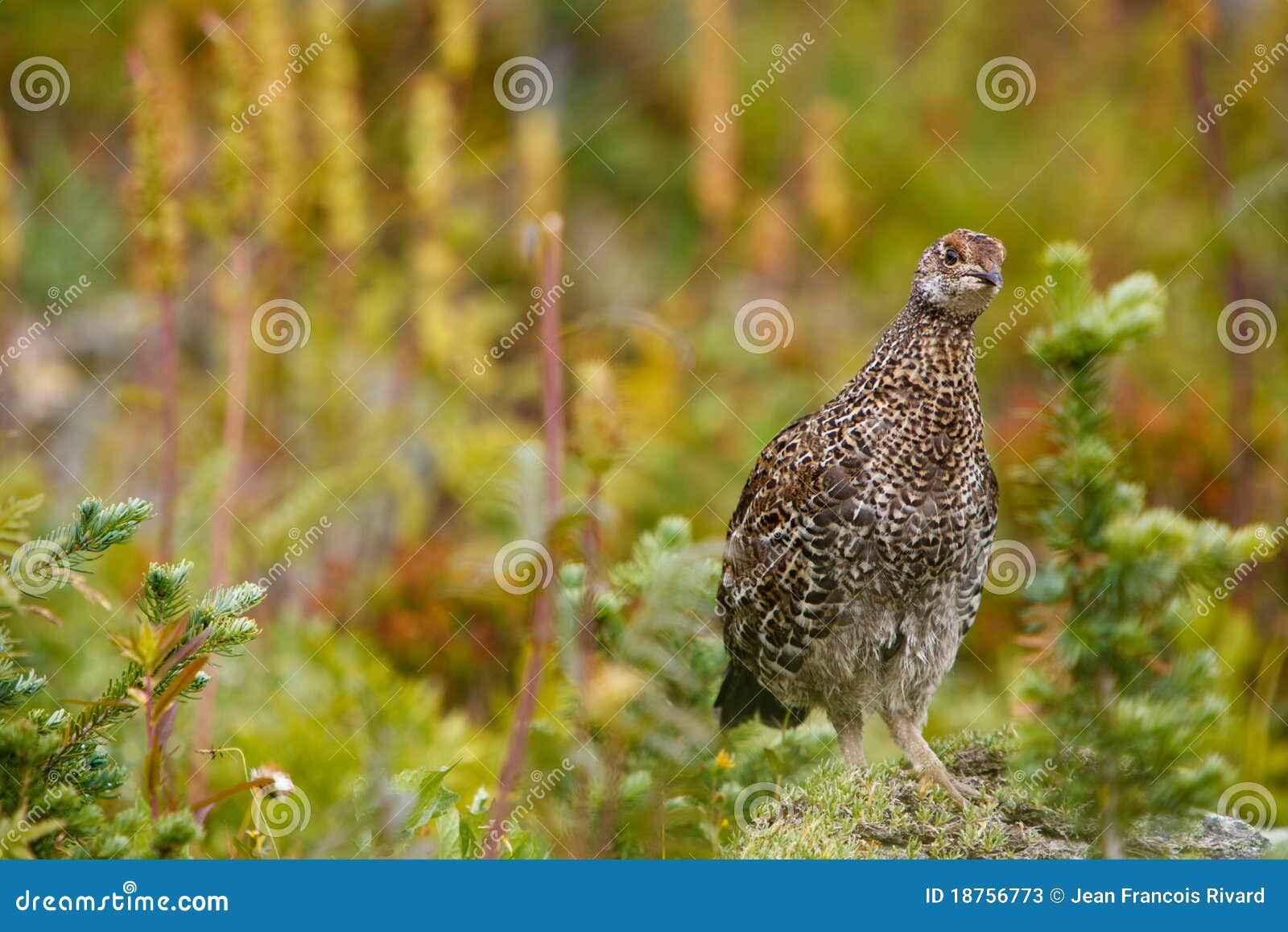 Ruffed Grouse stock image. Image of canada, grouse, animal - 18756773