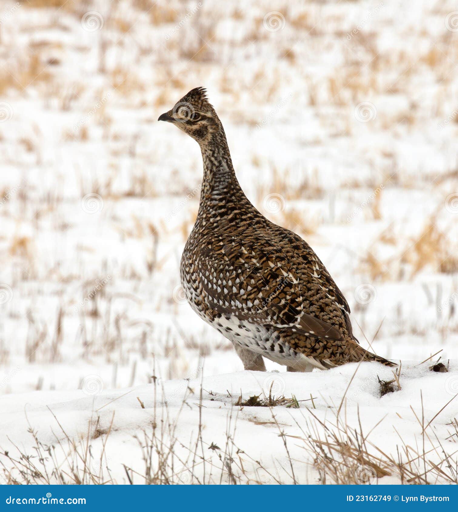 Ruffed Grouse stock image. Image of food, wildlife, animals - 23162749