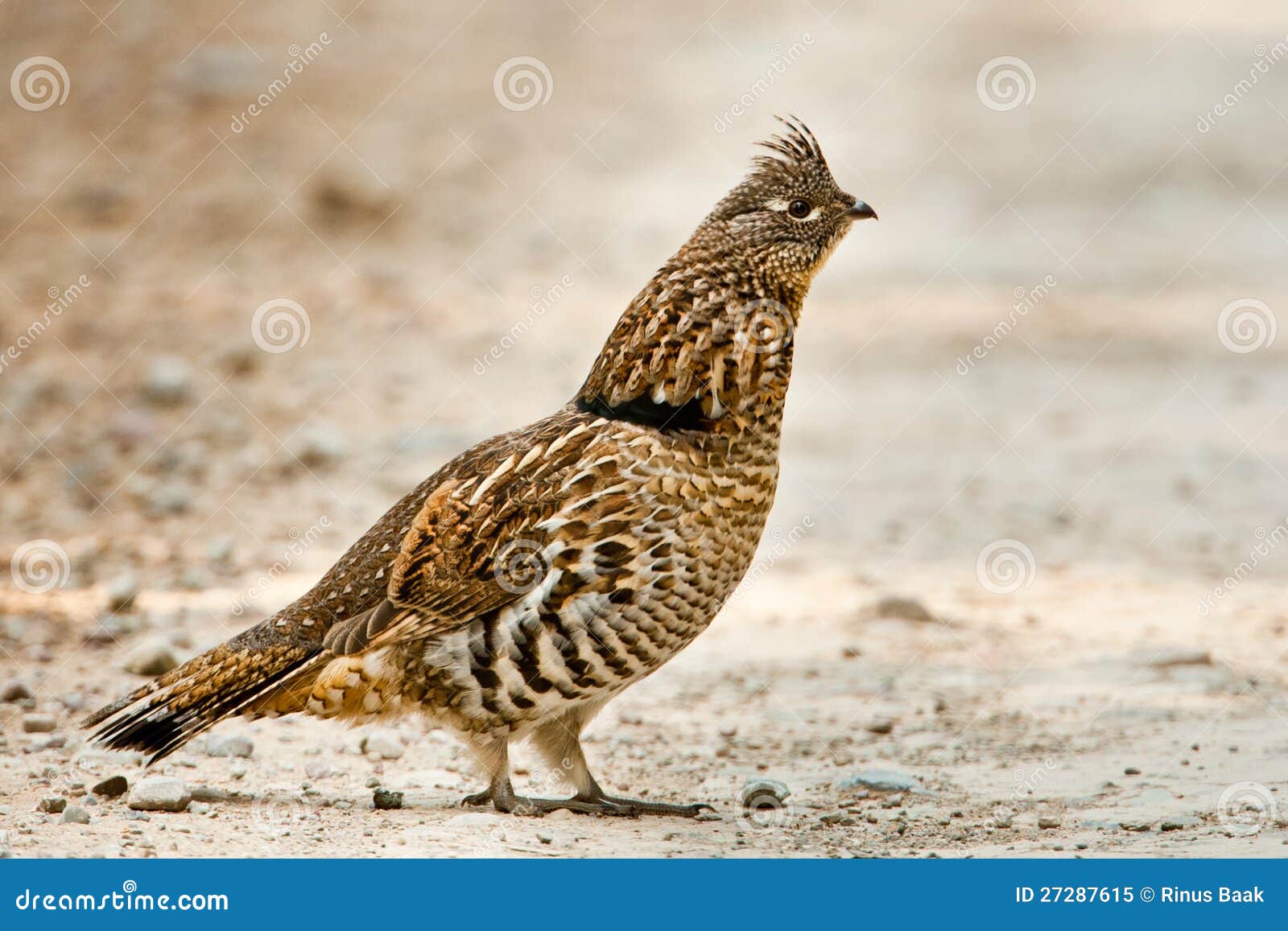 Grouse Royalty-Free Stock Image | CartoonDealer.com #13532410