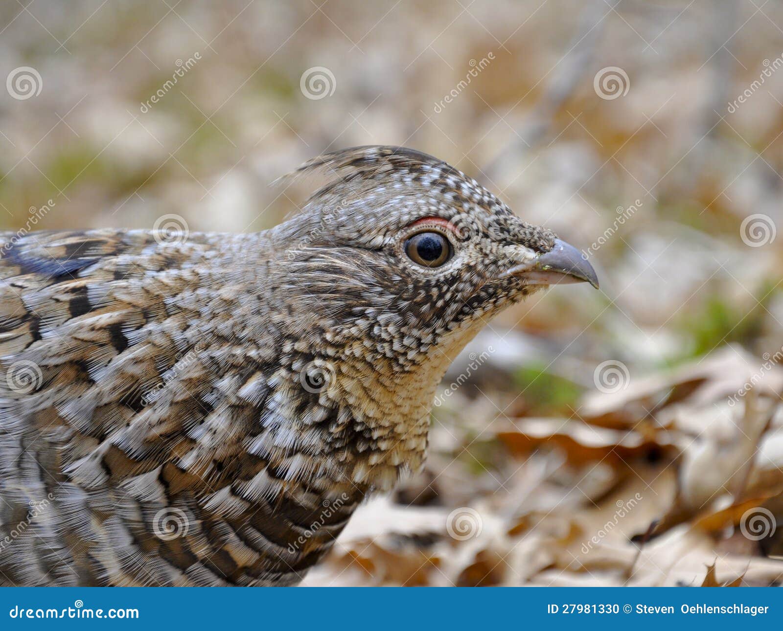 Ruffed Grouse stock photo. Image of spruce, grouse, bird - 27981330