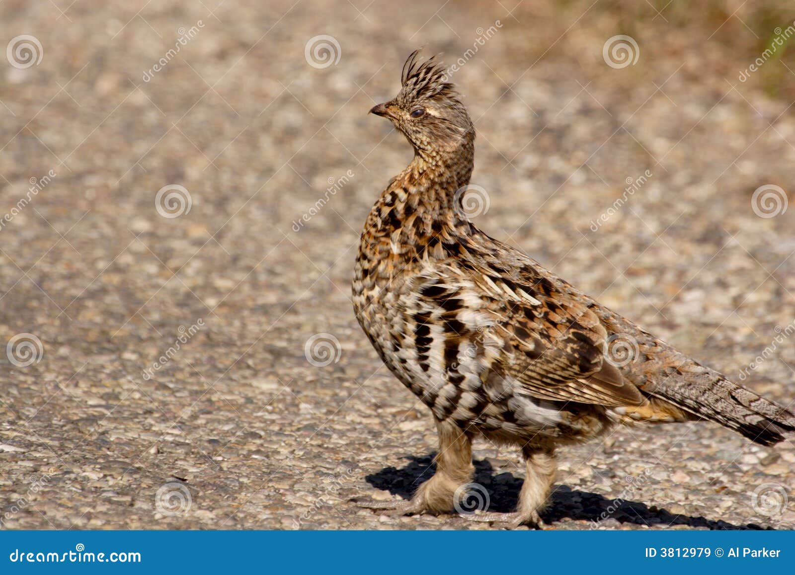 Ruffed grouse. stock image. Image of ruffed, hunting, fowl - 3812979