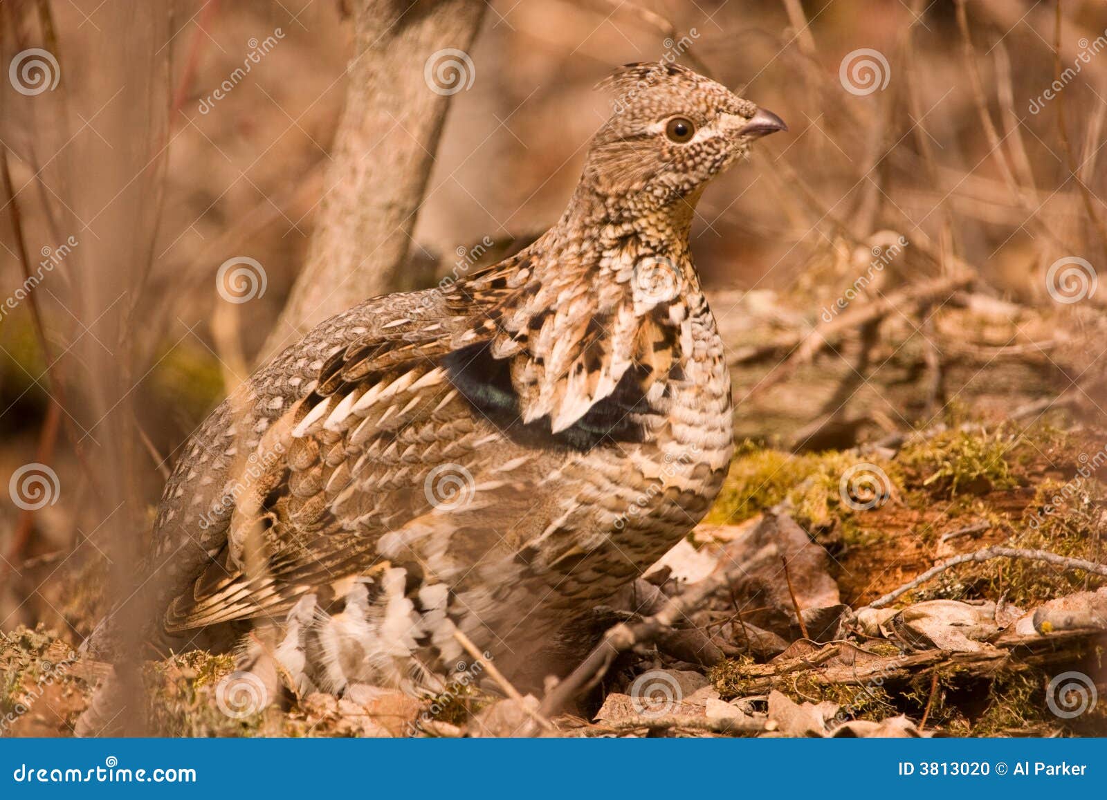 Ruffed grouse. stock photo. Image of food, walking, organism - 3813020