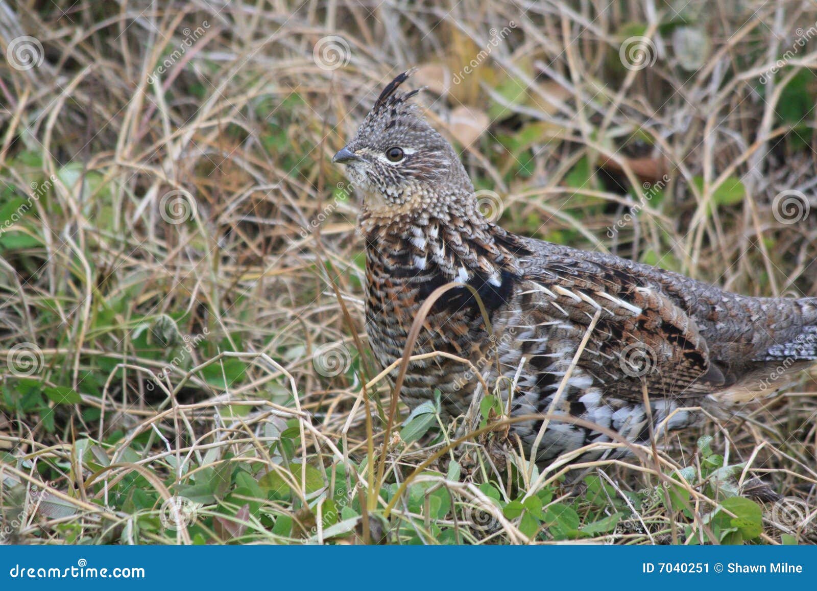 Ruffed grouse stock image. Image of grouse, wing, birds - 7040251