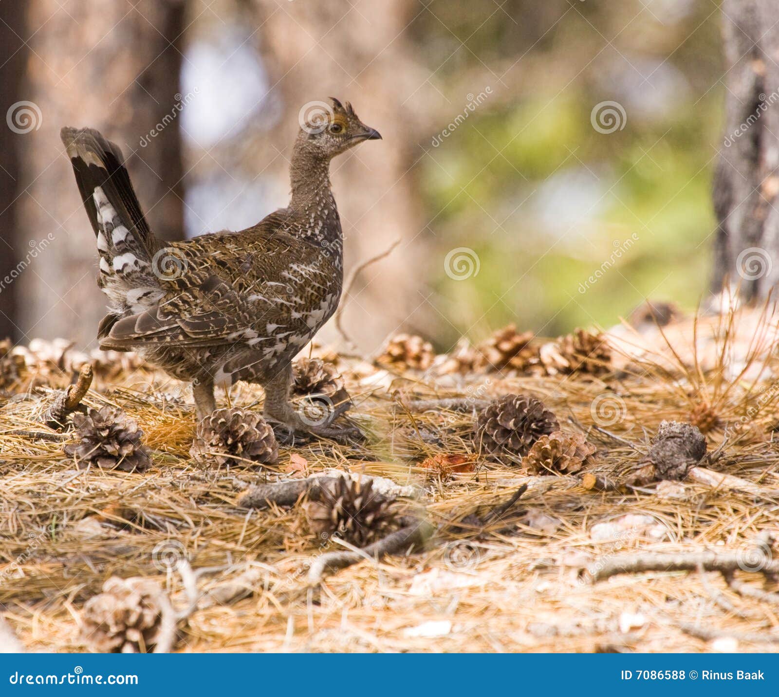 Ruffed Grouse stock photo. Image of forest, eating, spotted - 7086588