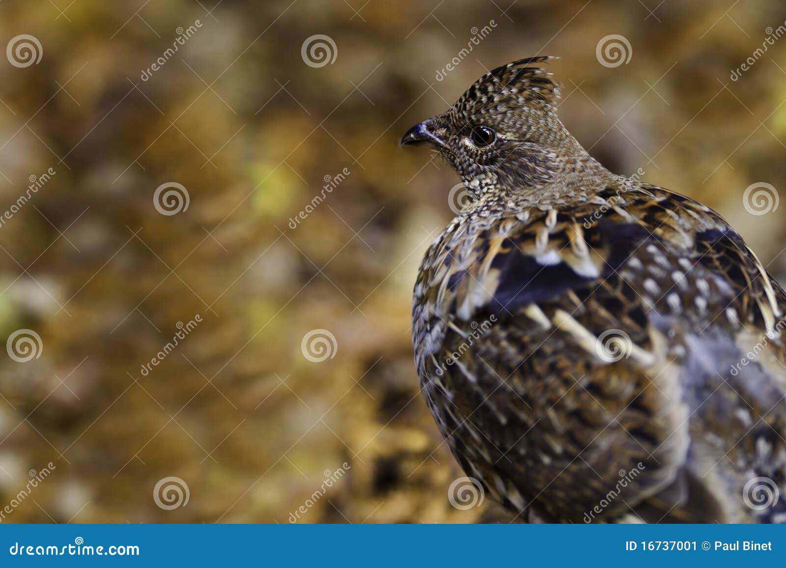 In Autumn, Grouse Lyrurus Tetrix Feed With Buds Royalty-Free Stock ...