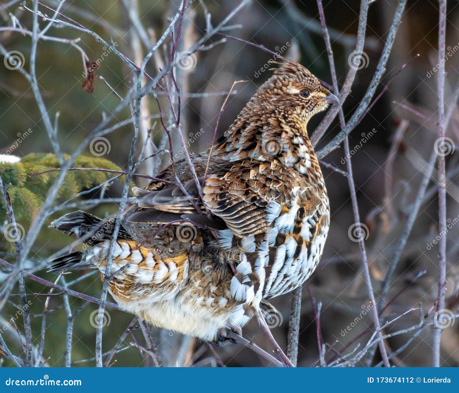 Ruffed Grouse, Bonasa Umbellus, Canada Stock Photo - Image of hunt ...