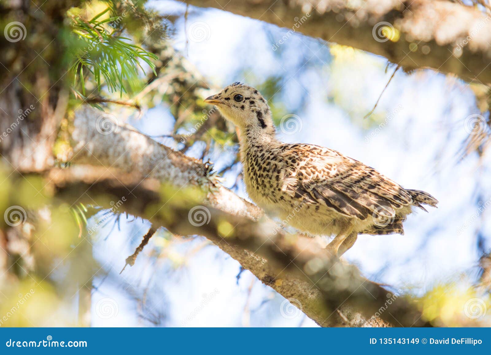 Ruffed Grouse in a Tree stock image. Image of grouse - 135143149