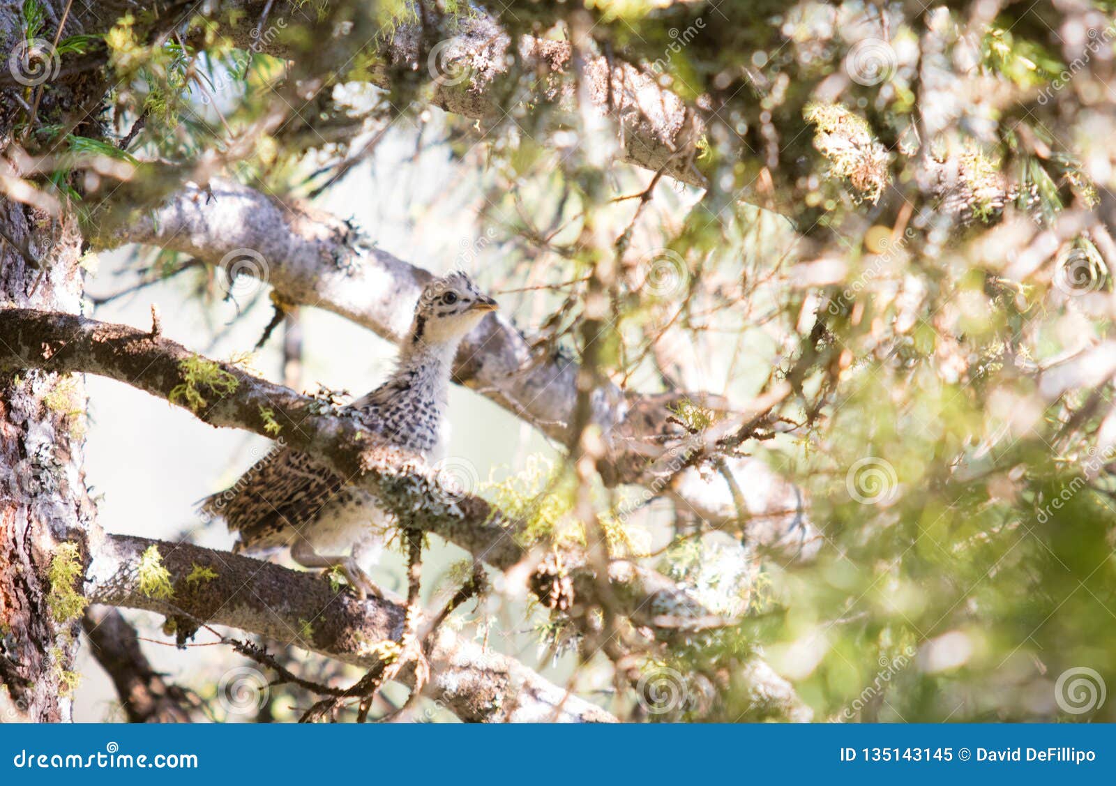Ruffed Grouse in a Tree stock image. Image of back, chasing - 135143145