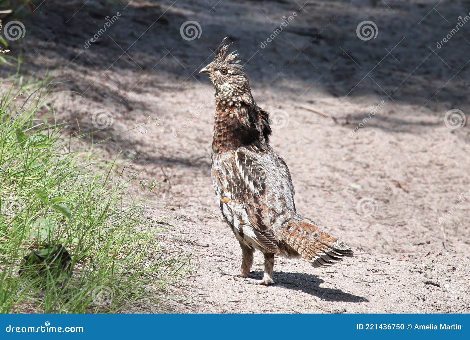 Ruffed Grouse Displaying Stock Photos - Free & Royalty-Free Stock ...