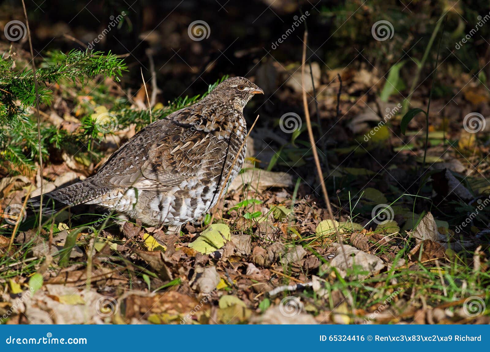 Ruffed grouse stock photo. Image of october, fall, ruffed - 65324416