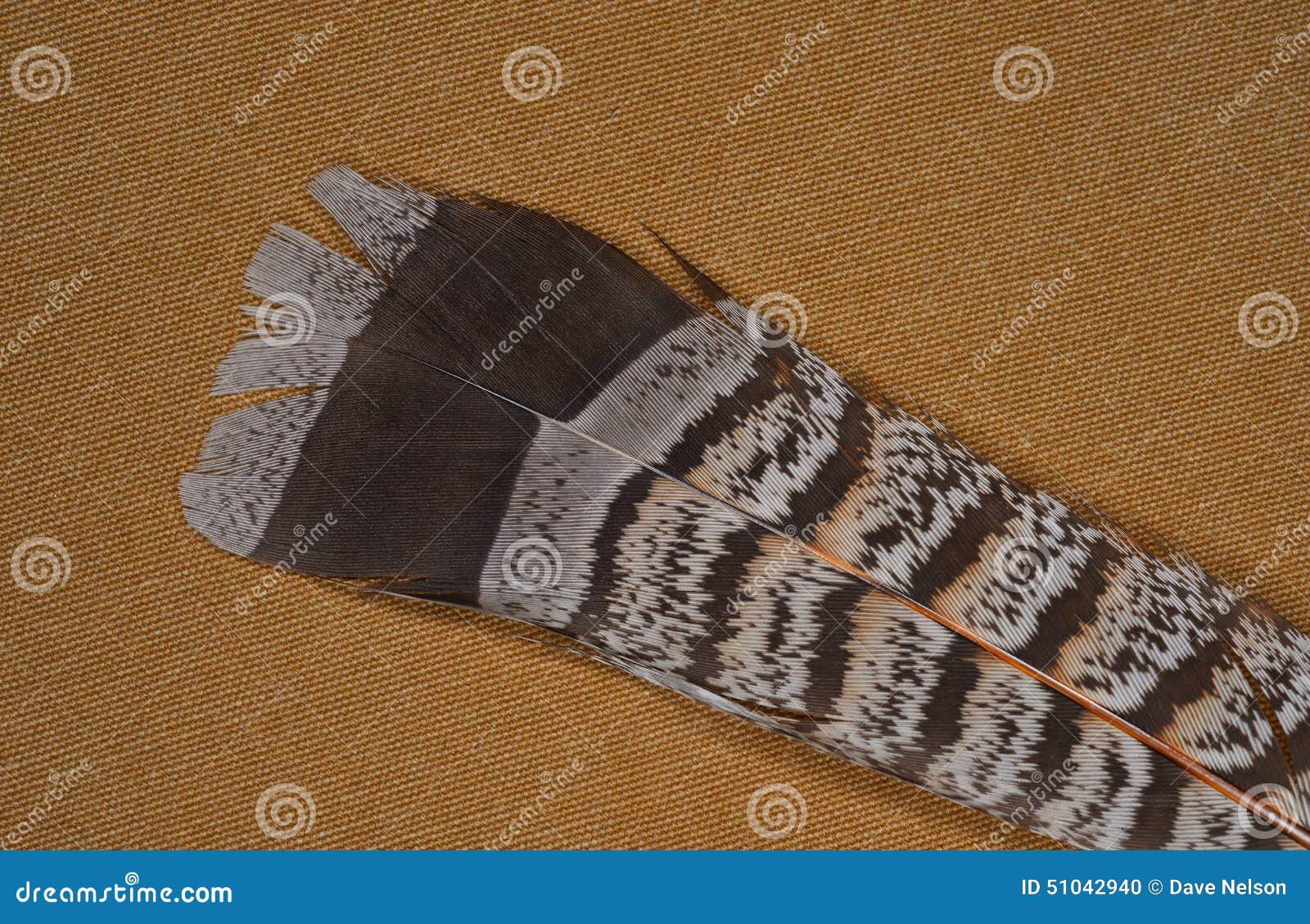 Ruffed grouse feather stock photo. Image of closeup, grouse - 51042940