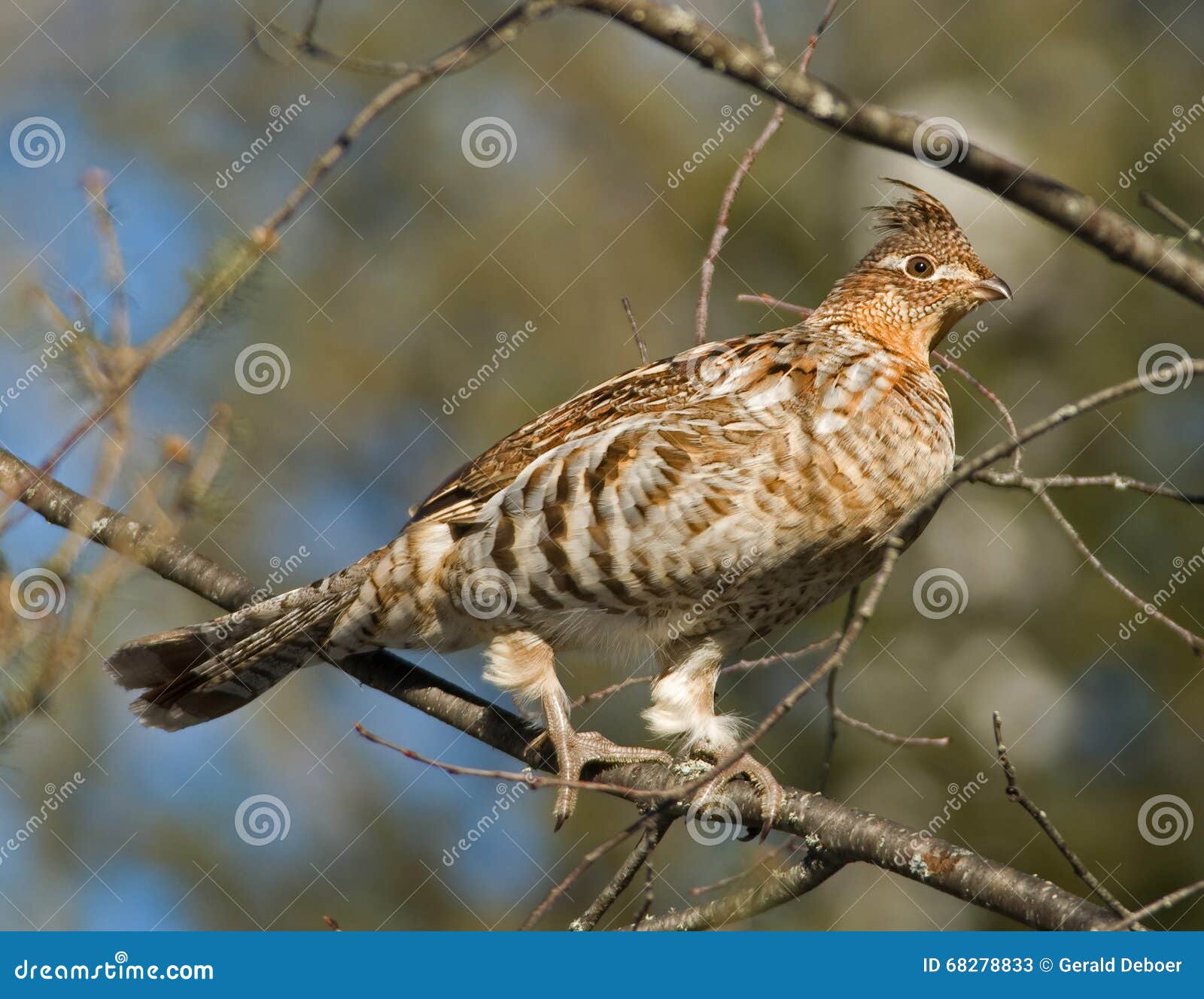 Ruffed Grouse stock image. Image of animal, bird, tree - 68278833